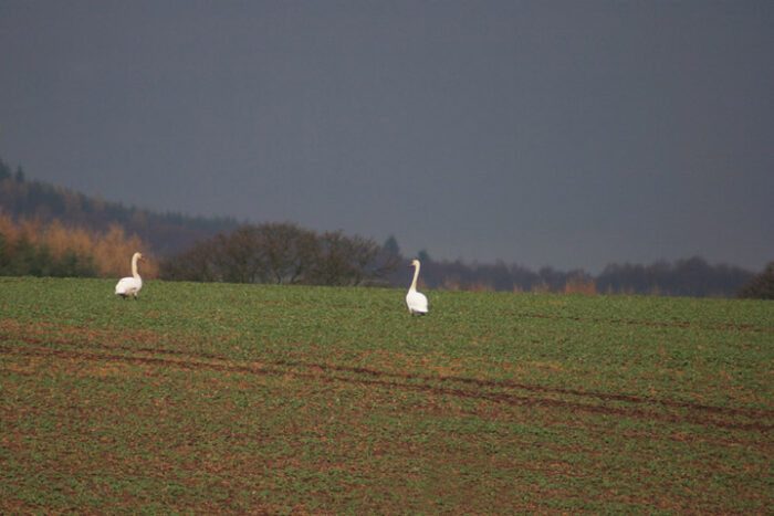 Rossend Castle | Castle in Burntisland, Fife | Stravaiging around Scotland